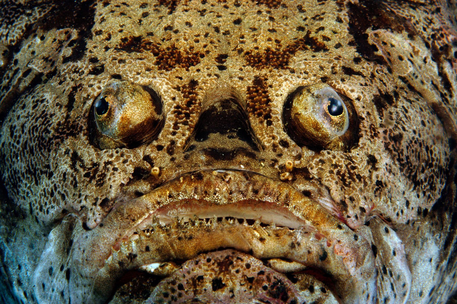 The most terrifying creatures in the sea