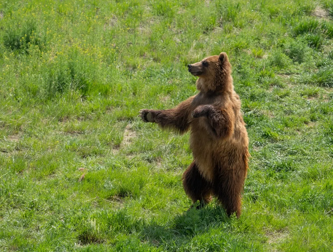 What to do if you encounter a bear on the trail: Myth vs. reality