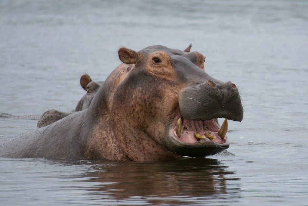 Why birds fearlessly walk into a hippo’s mouth