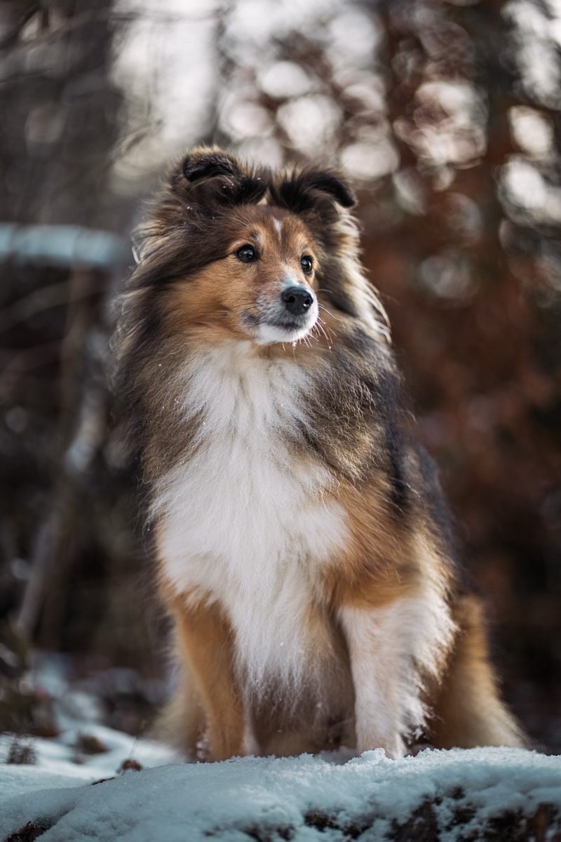Which dog breeds are actually the most intelligent?