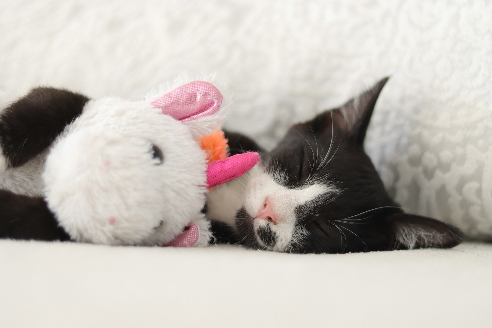 Can a fake toy save the lives of orphaned kittens?