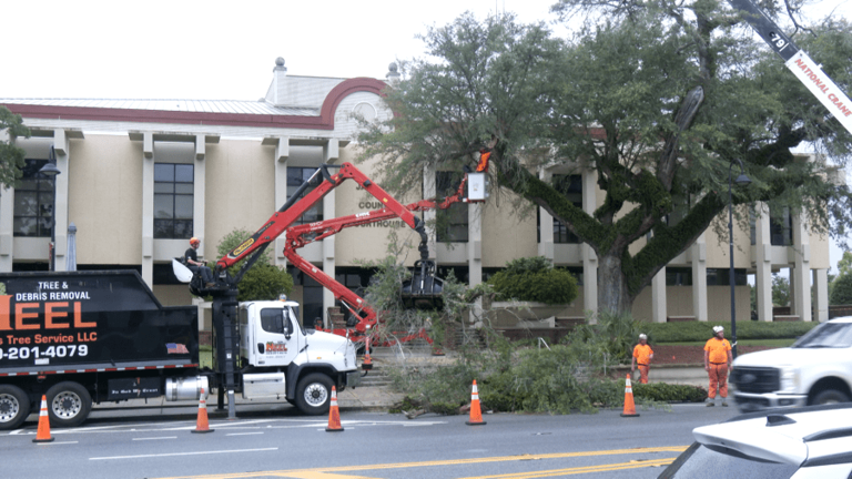 Oak tree removal begins outside Jackson County Courthouse