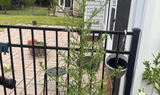 Gardener spots the 'weed of satan' in yard as commenters warn invasive ...