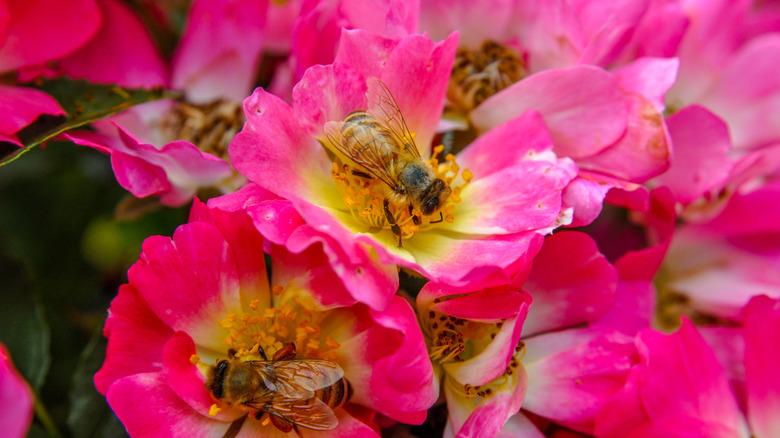 Not bee balm, not columbine: The shade-loving flower pollinators can't ...