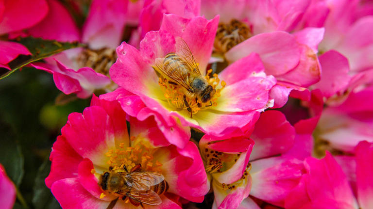 Not bee balm, not columbine: The shade-loving flower pollinators can't ...