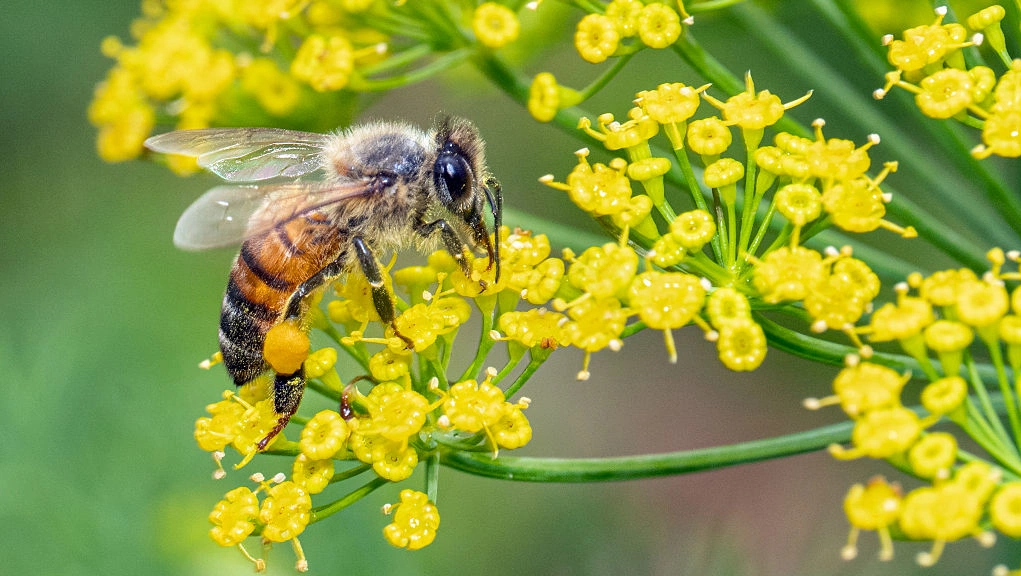 Matthew Shepherd links science to pollinator-friendly gardening
