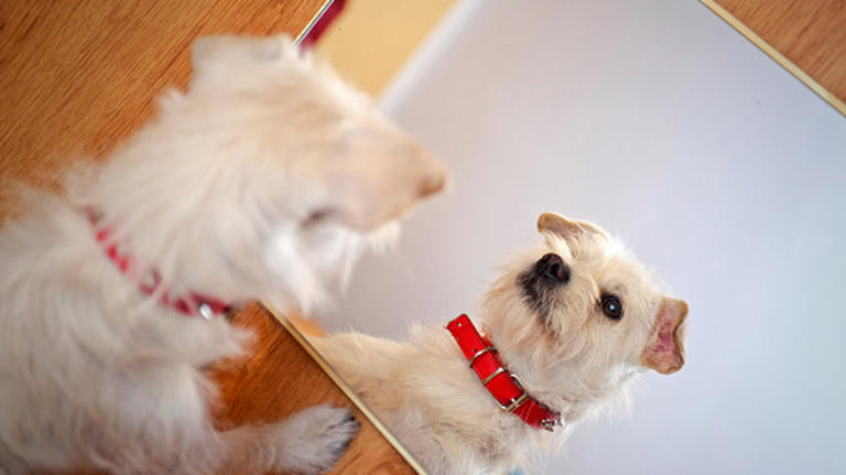 Tiny goldendoodle puppy discovering her own reflection will give you ...