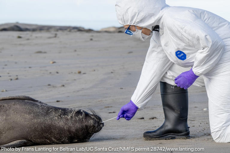 Finding sanctuary: ‘Herculean’ effort combats avian influenza outbreak ...
