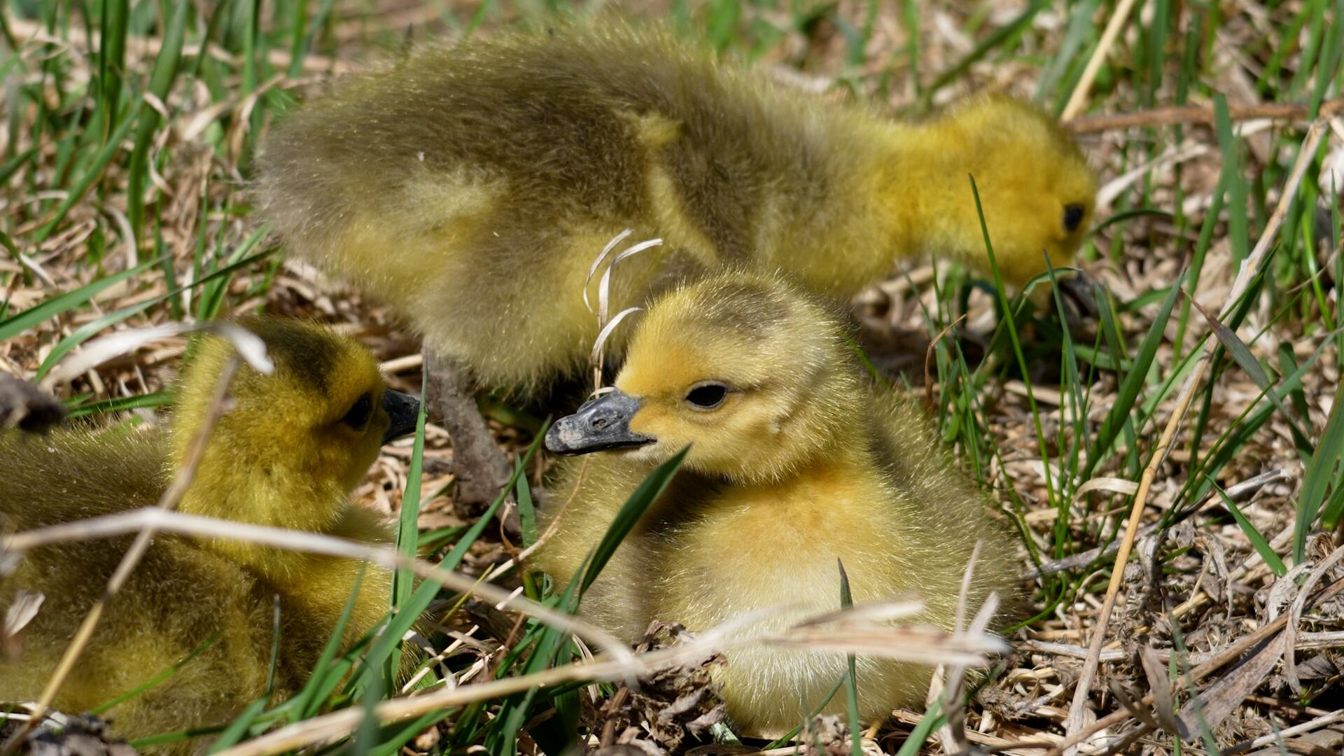 ND outdoors: Leave baby animals alone