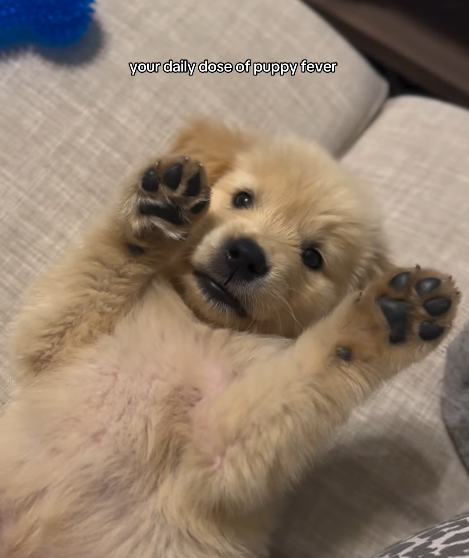 Just a bunch of happy puppies popping off with pure pawsitivity