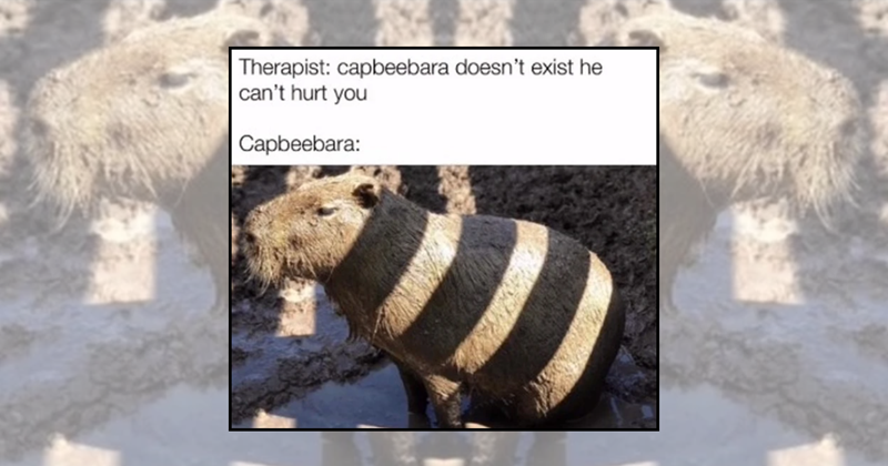 21 extra-capy capybara memes featuring the internet’s most huggable ...