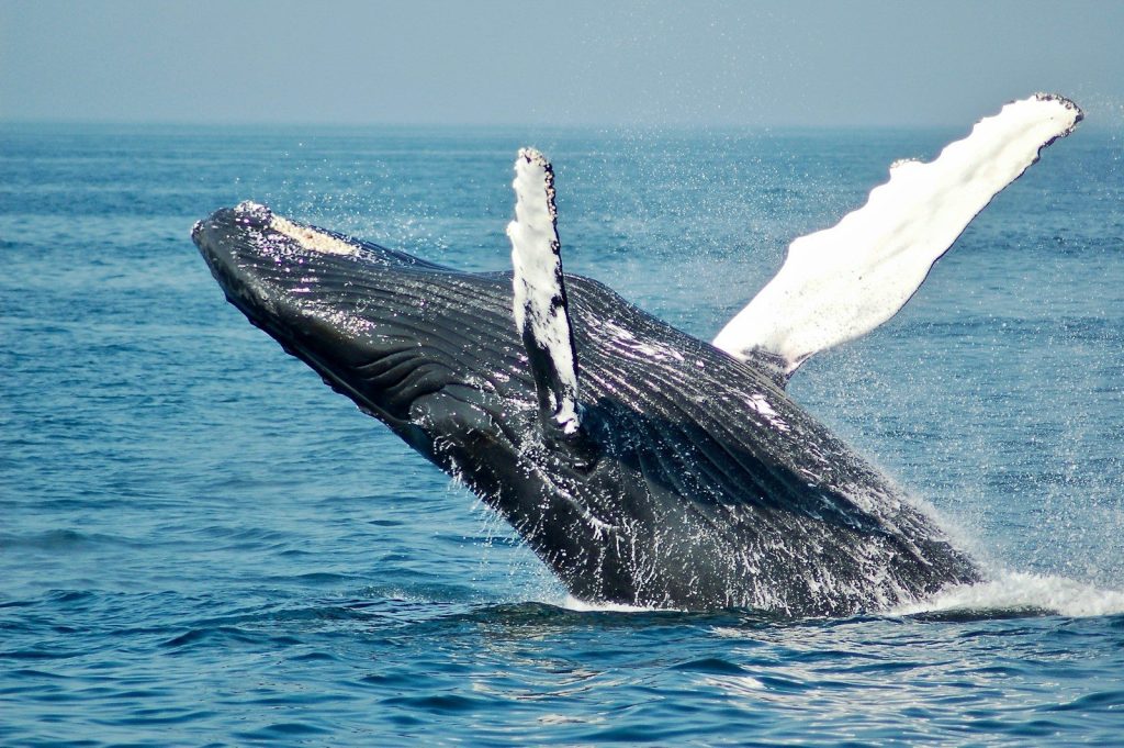 Animals with calls powerful enough to shake the planet