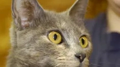 Stray cat's rescue highlights rise in ethical adoptions