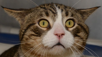 Decode your cat’s unique personality traits