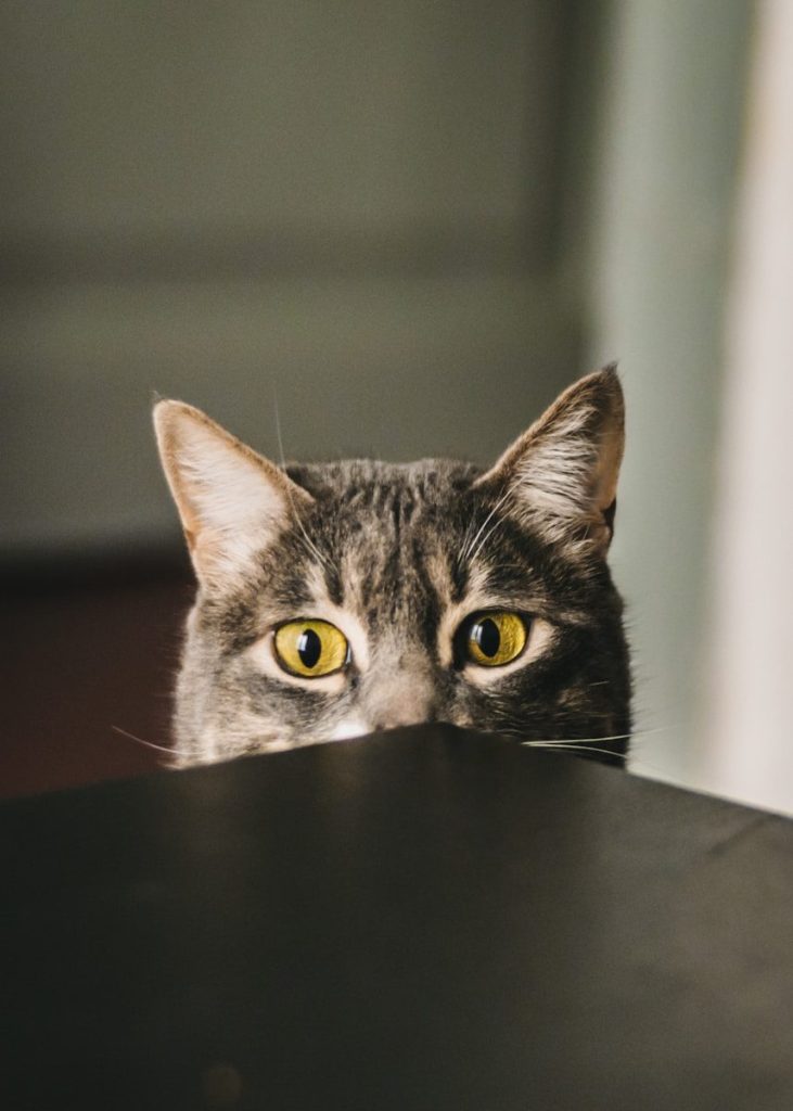 Why did this stray cat keep leaving gifts on the porch?