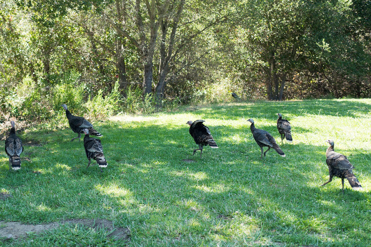 California police issue warning over 'aggressive' turkeys
