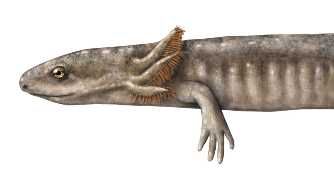 Ancient axolotl relative named after Aztec deity found in Mexico