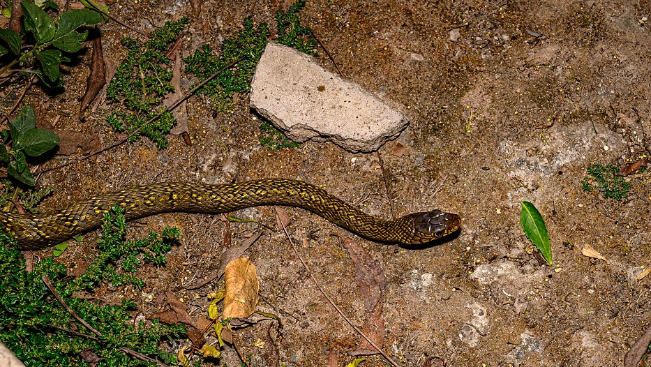 Identifying and preventing snake holes in yards