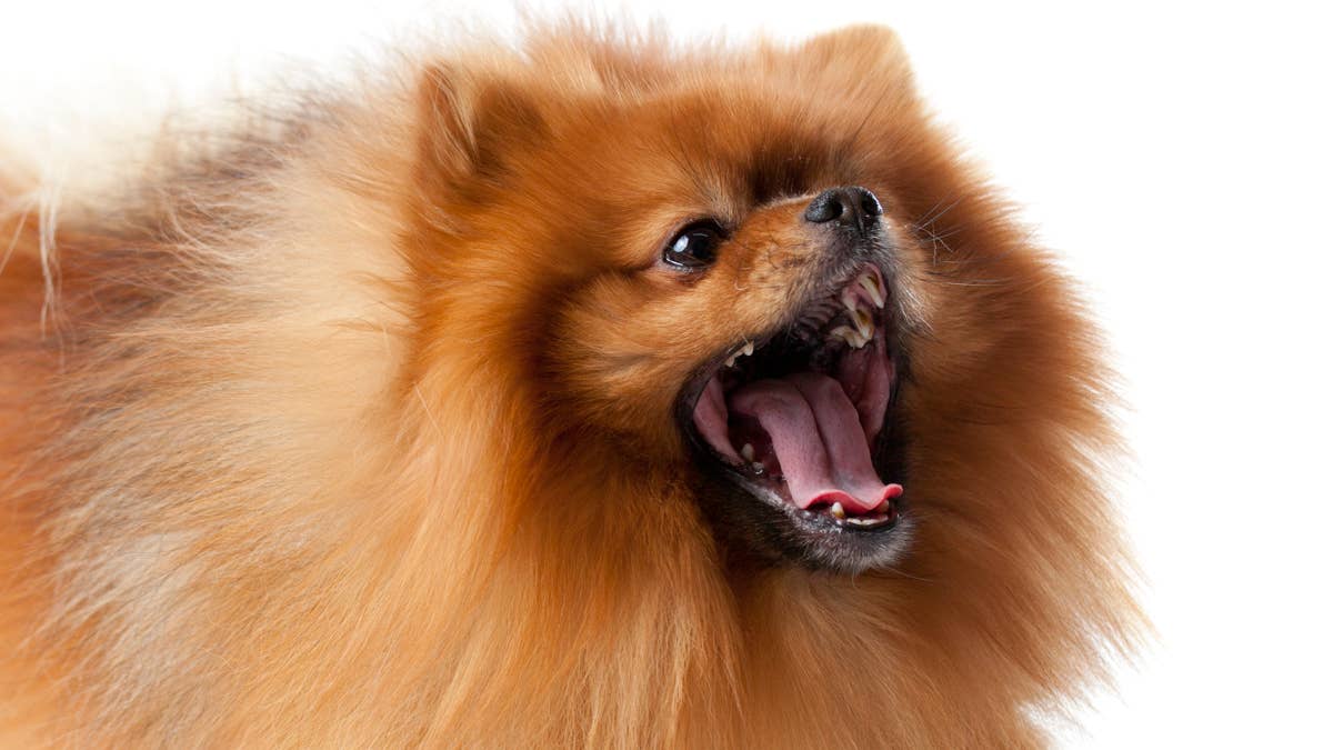 Pomeranian’s adorable post-walk stretch routine has dog lovers obsessed