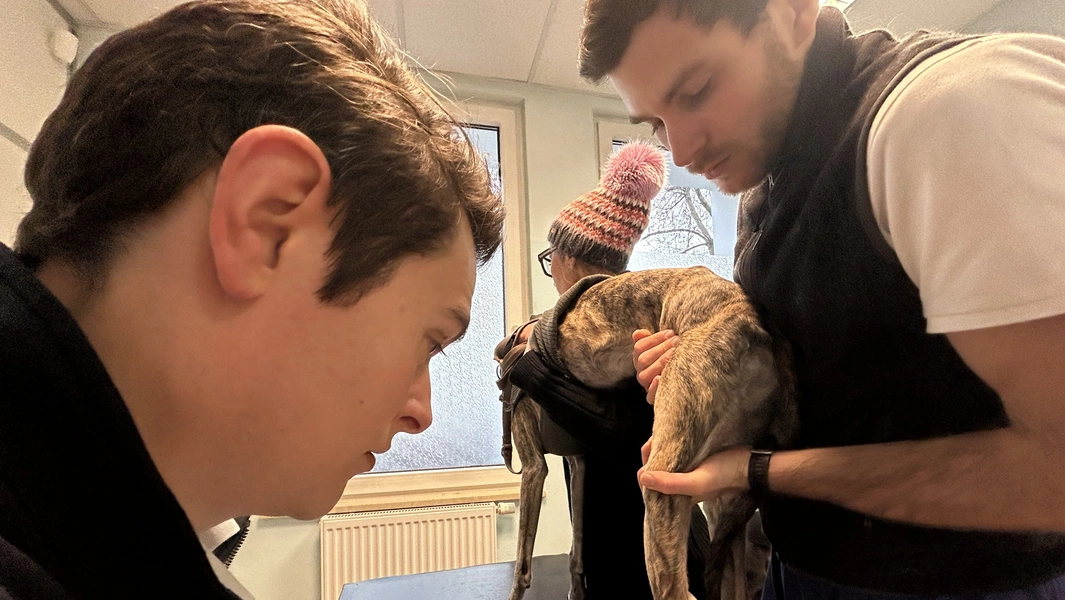Scientists find humans share 84% of DNA with dogs