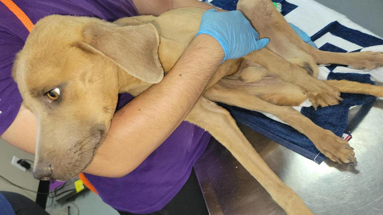 Texas man faces felony animal cruelty charges after 7 dogs rescued