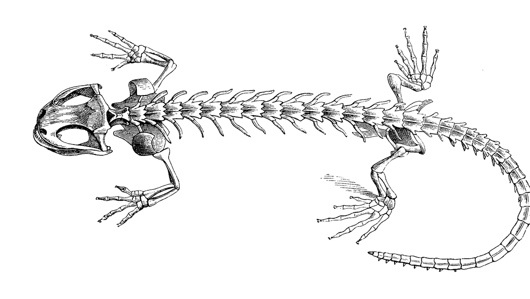 Ancient axolotl relative named after Aztec deity found in Mexico
