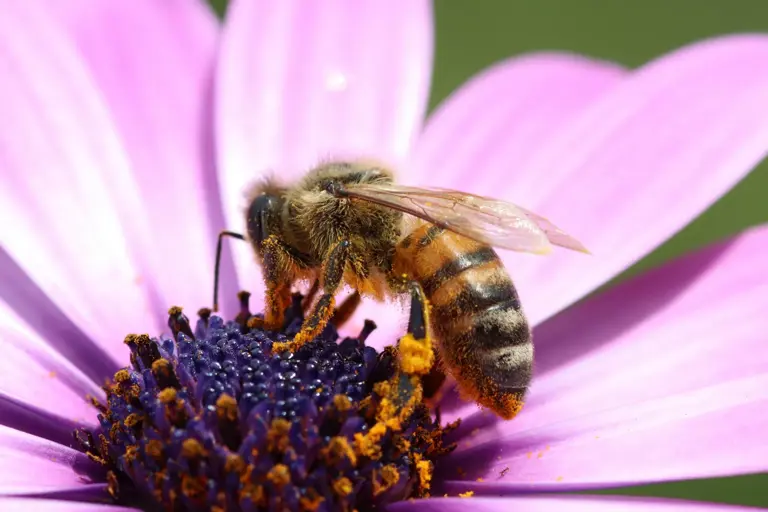 Research shows what works best for bees, butterflies, and other ...