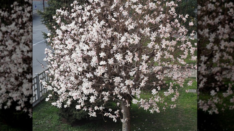 11 small trees that add color to your landscape without damaging your ...