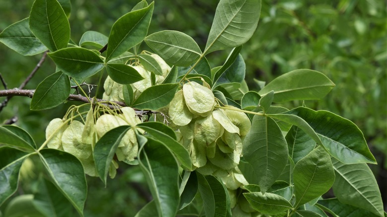 11 small trees that add color to your landscape without damaging your ...