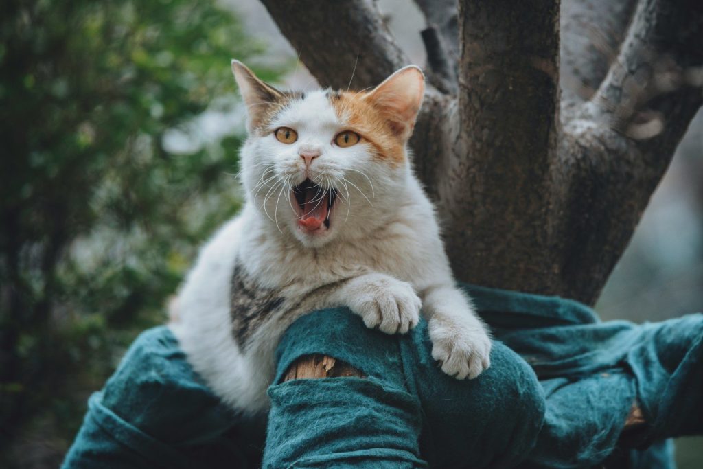 Injured cat thrown into underground bin sparks outrage in France