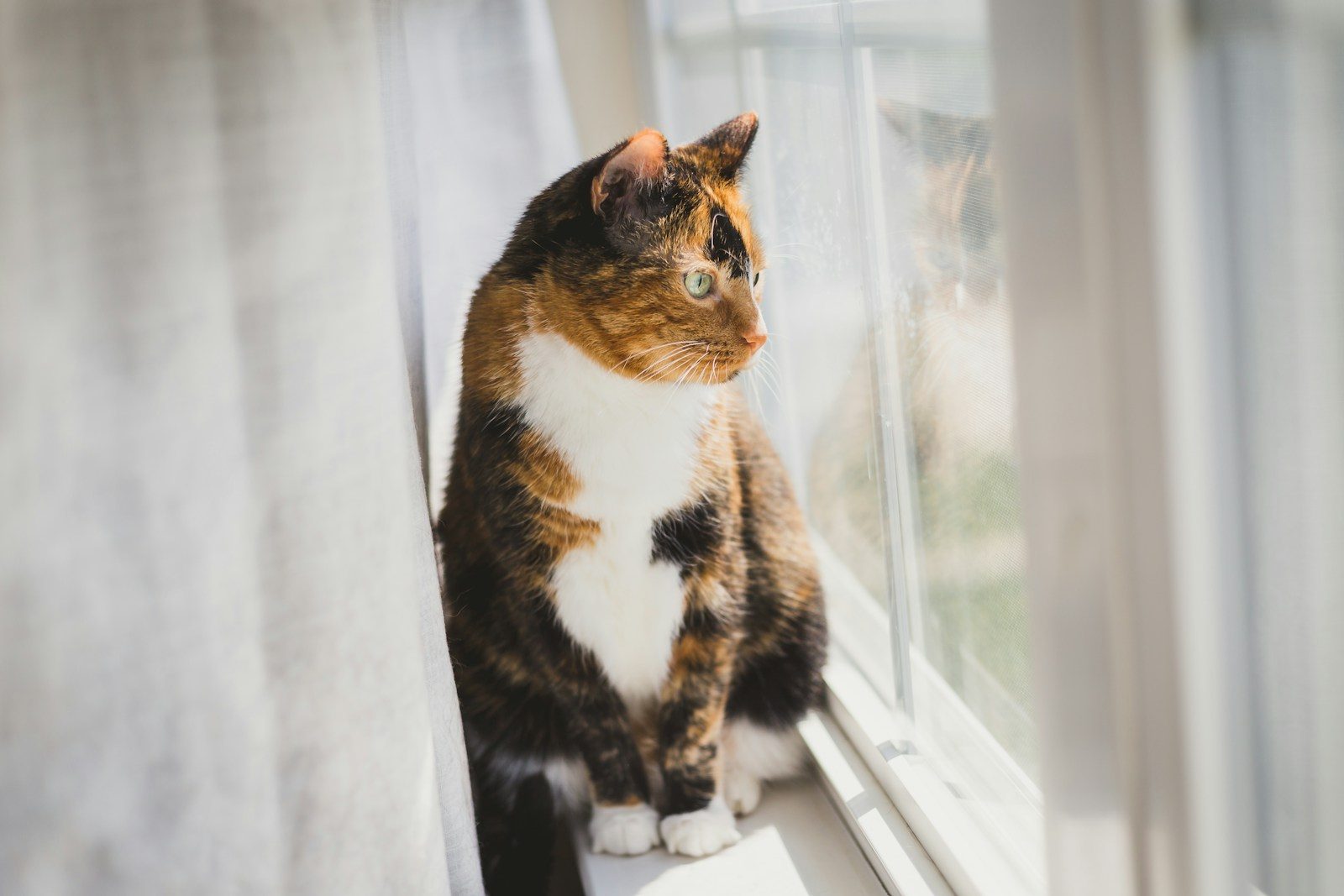 Why did this stray cat keep leaving gifts on the porch?
