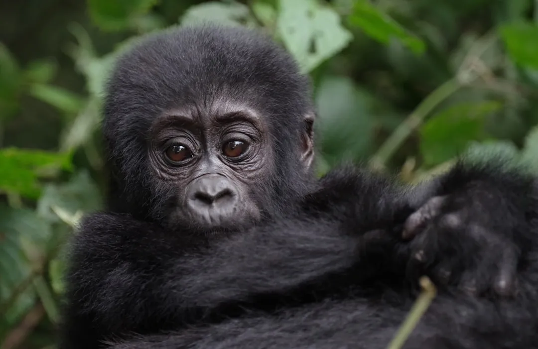 4 ethical wildlife encounters that put animal welfare first