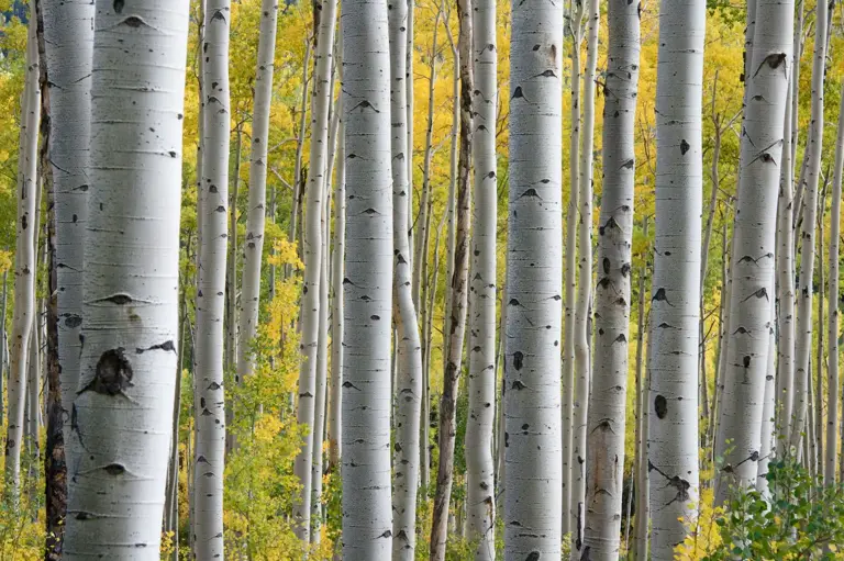Birch trees bring year-round beauty to landscapes with papery bark and ...