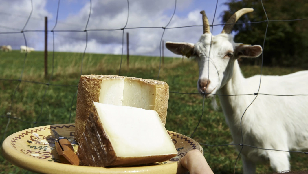 Goat cheese ideas to make any meal shine