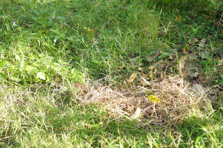 Gardeners warned over lawn mistake that leaves grass 'scorched' in summer