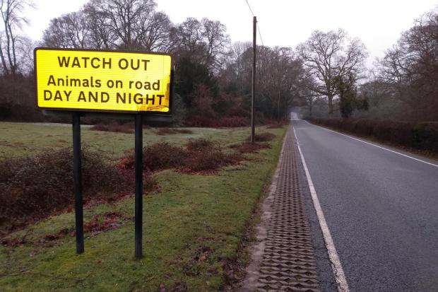 Warning after mare killed in New Forest collision leaves foal orphaned