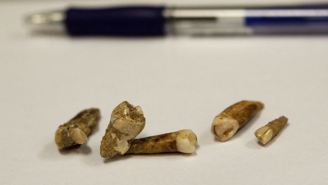 New DNA tests on Peru’s conehead mummies fail to settle origins
