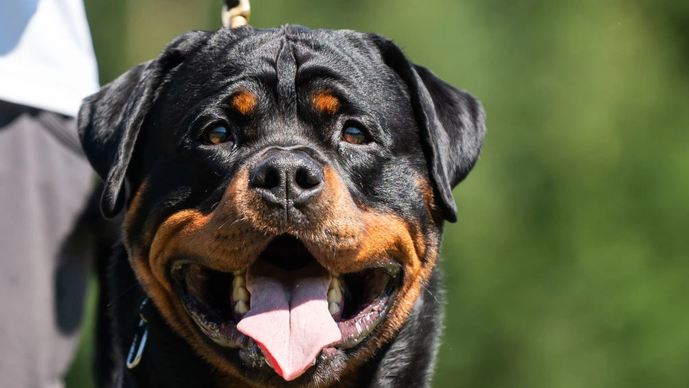 Experts warn poor guard dog training fuels aggression risks