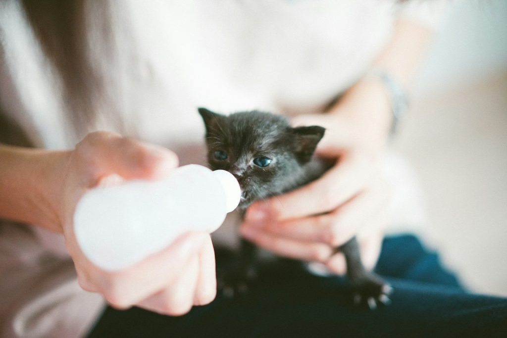 Can a fake toy save the lives of orphaned kittens?