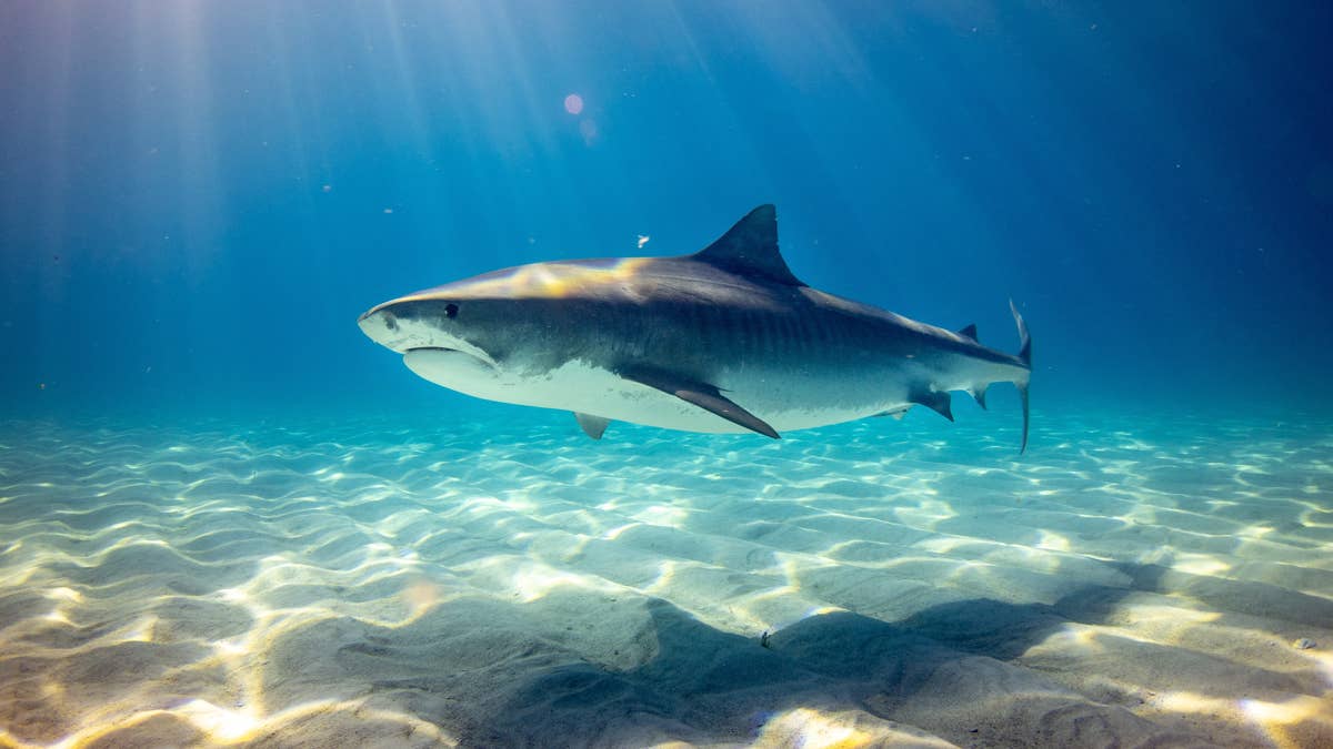 8-foot shark mauls surfer in Honolulu, triggers twin ‘aggressive’ warnings