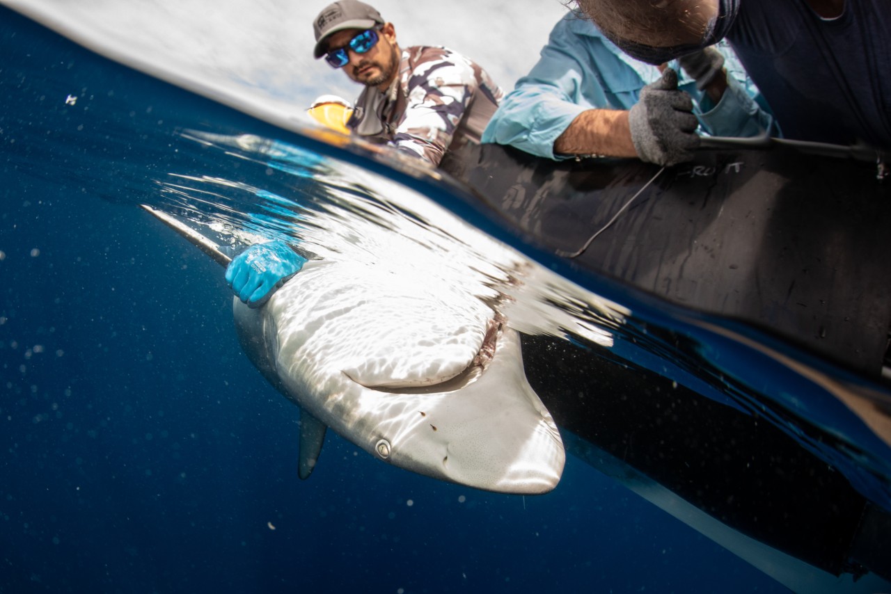 Nobody can agree how to keep the sharks out of South Africa’s new Club Med