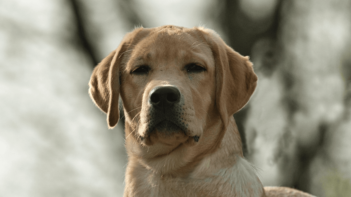 These are the 20 most loved dog breeds in the world. Can you guess ...