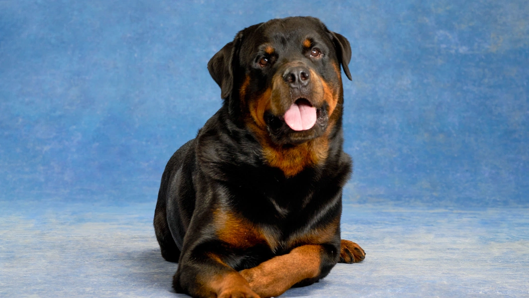 15 intimidating dogs showing their gentle and goofy sides