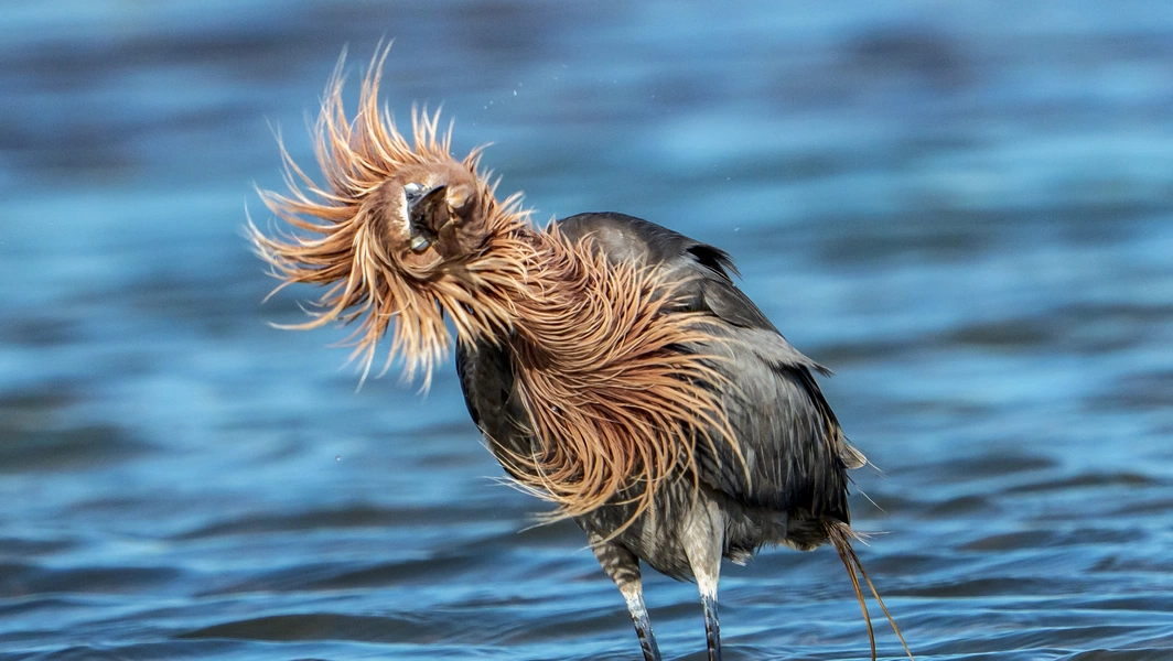 Audubon experts urge bird-friendly yards as climate threats grow
