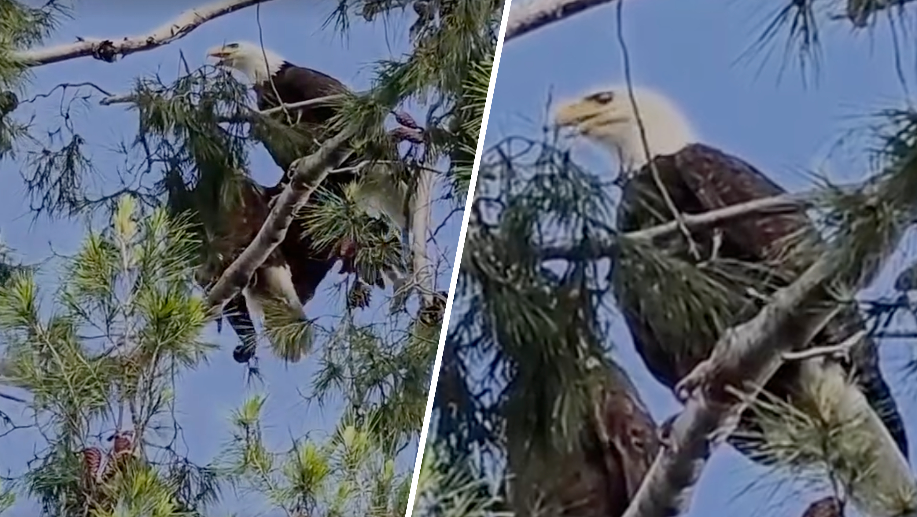 Pair of bald eagles spotted nesting in LA County