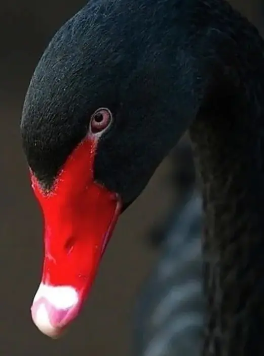 Cisne negro encanta com beleza rara e comportamento social em habitat ...