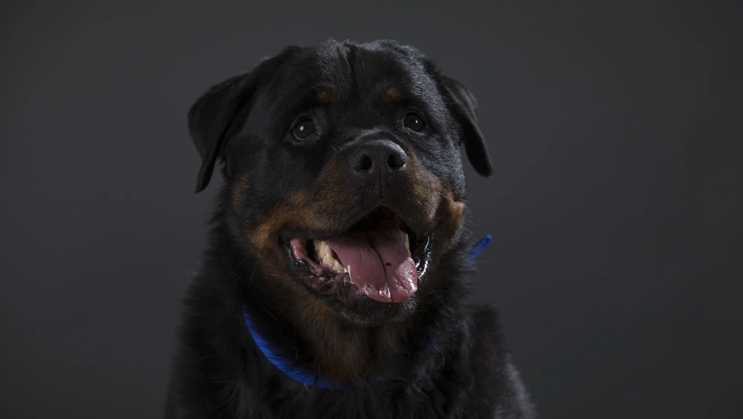 Raising a confident, happy Rottweiler puppy
