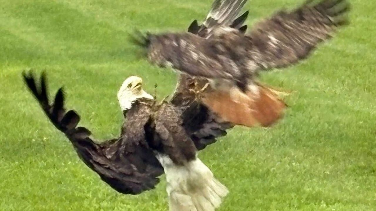 Red-tailed hawk attacks bald eagle over food in woman's yard