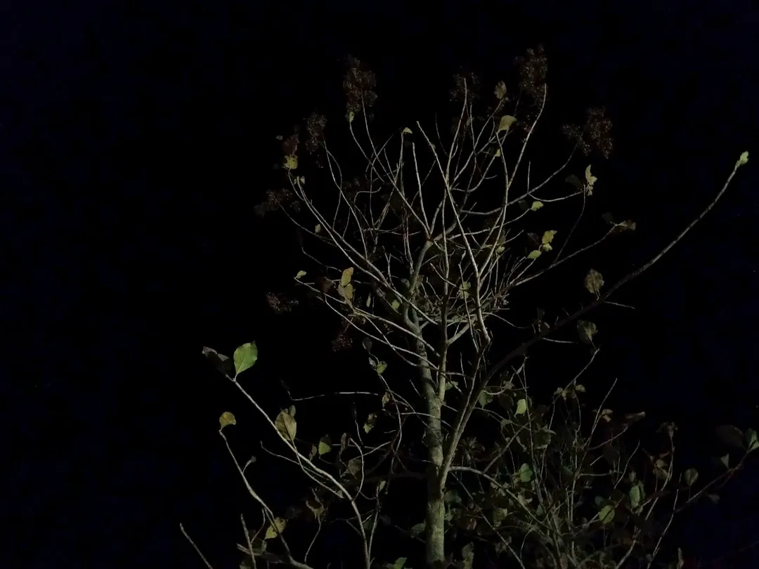 The fascinating science of photoperiodism: How plants know the days are ...