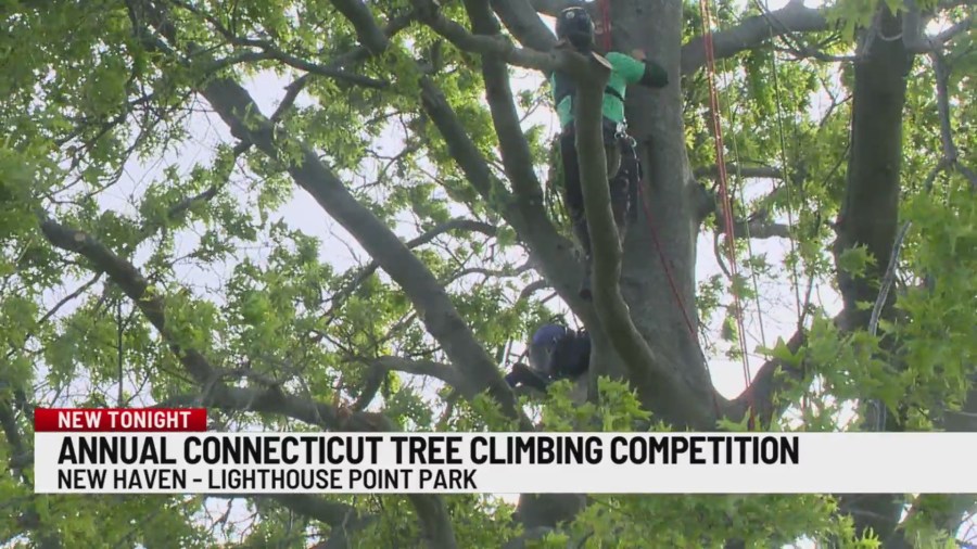 Tree climbers compete for top spot at Lighthouse Point Park in New Haven